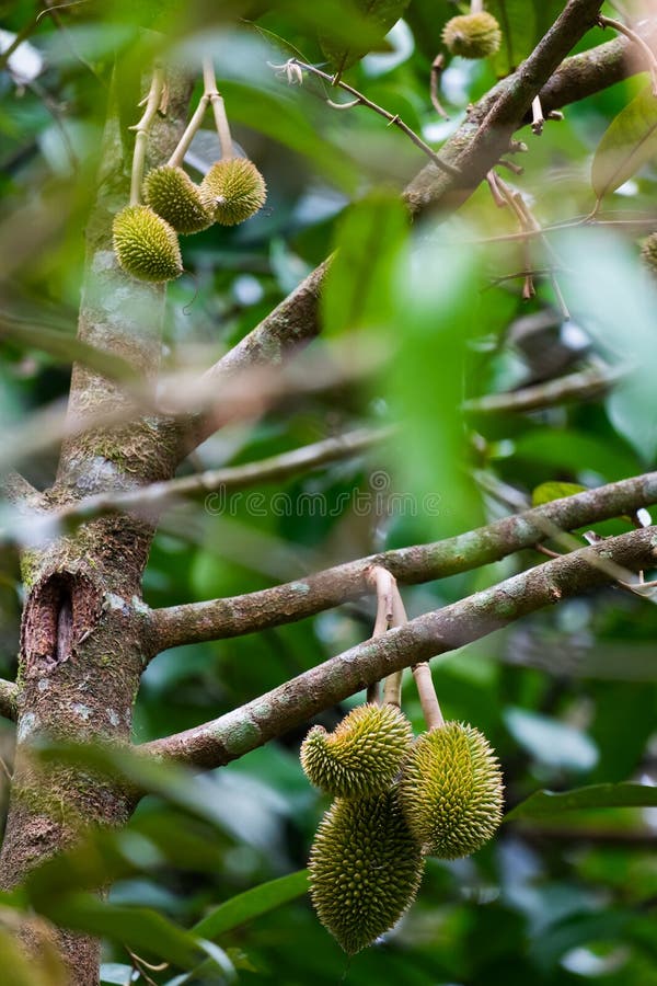Young durian stock image. Image of food, young, farm - 76280809