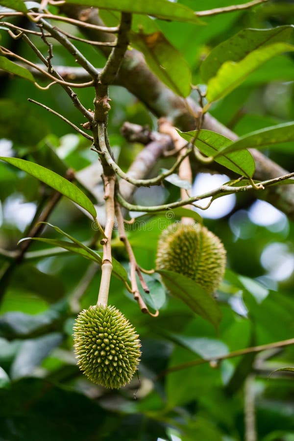 Young durian stock photo. Image of asia, tropical, vegetable - 84891612