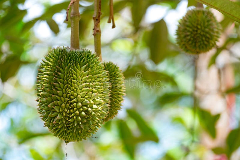 Young durian stock photo. Image of organic, fresh, young - 91084056