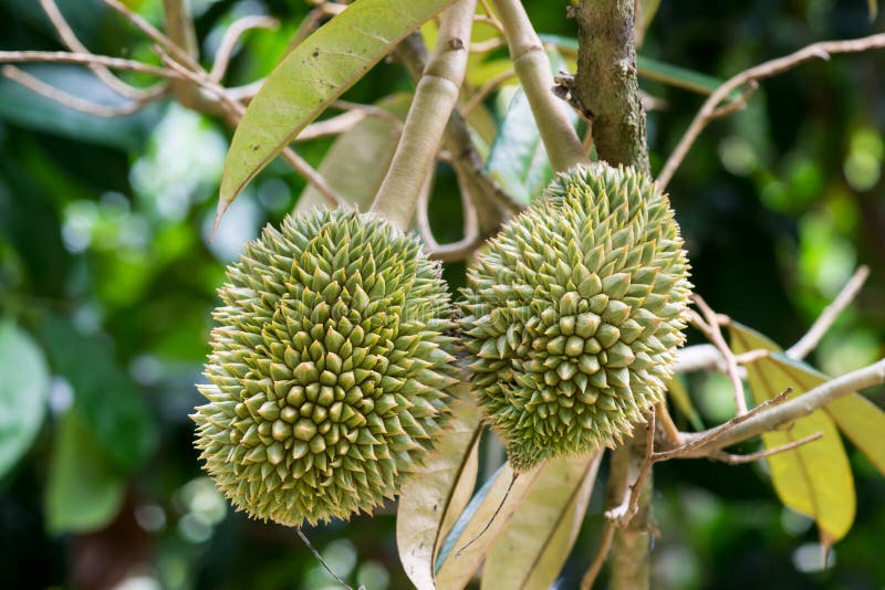 Young durian stock photo. Image of garden, durio, delicious - 71952934