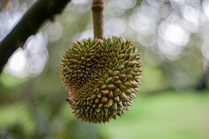 Young Durian on Tree .Macro Shot with Bokeh Background Stock Image ...