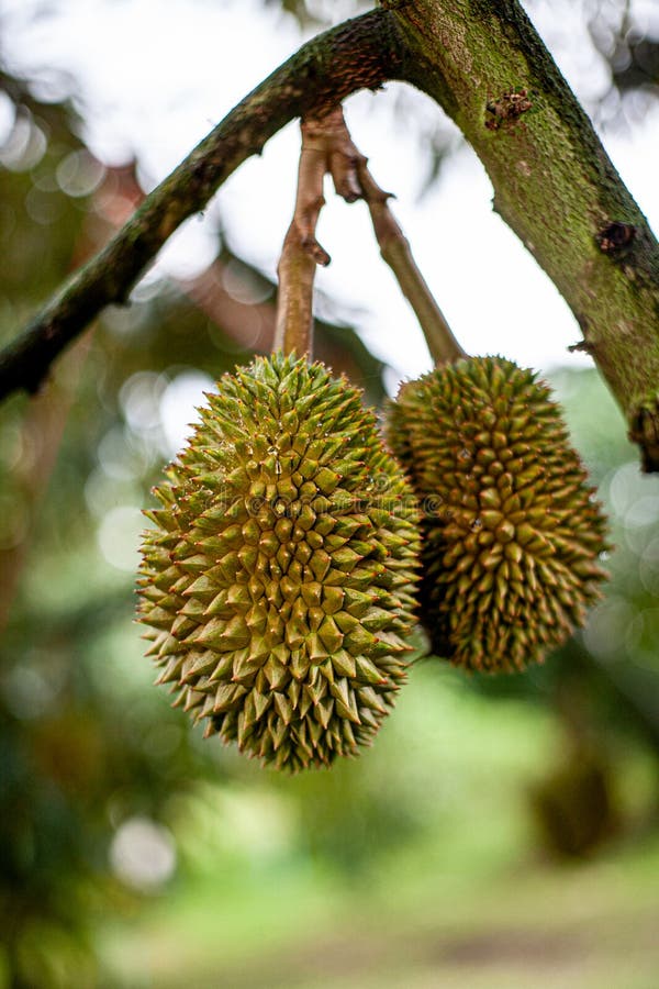 Young Durian on Tree .Macro Shot with Bokeh Background Stock Image ...