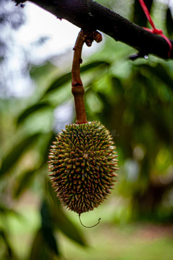 Young Durian on Tree .Macro Shot with Bokeh Background Stock Image ...