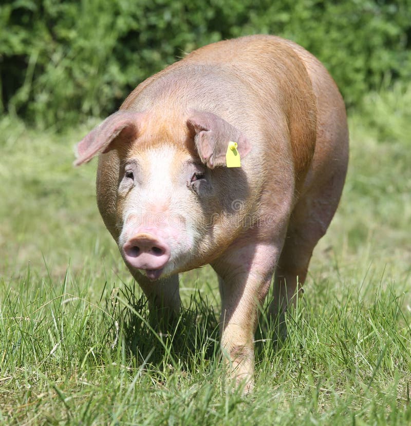 Duroc Pig
