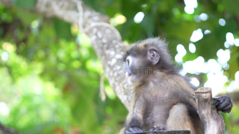 Young Dusky Leaf Monkey or Spectacled Leaf Monkey on Tree , Thailand ...