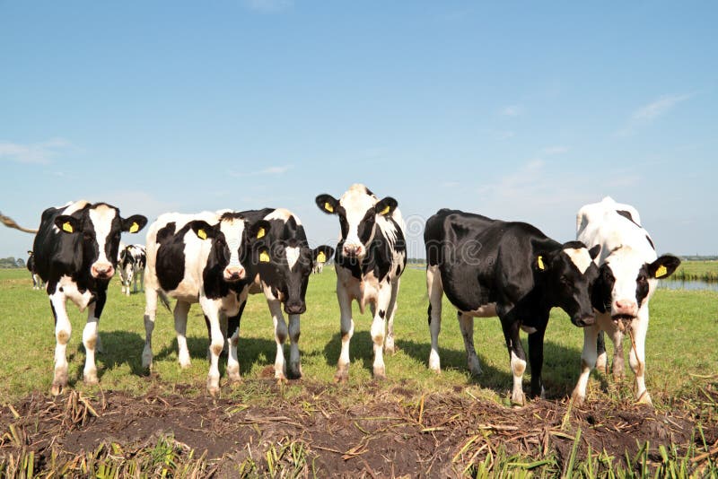 Young dutch cows stock photo. Image of nature, spring - 27707238