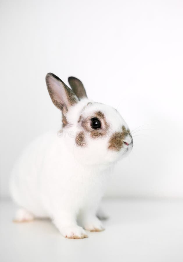 A Young Dwarf Pet Rabbit on a White Background Stock Photo - Image of ...