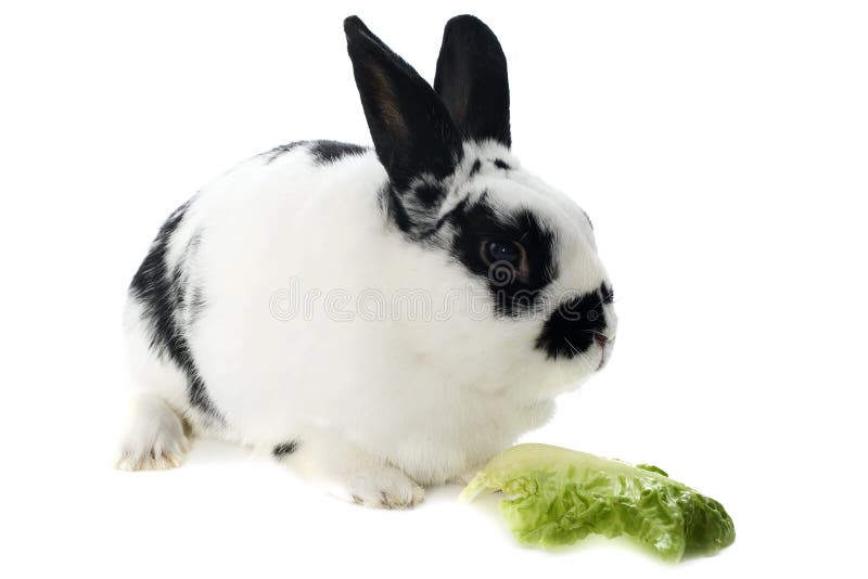 Young dwarf rabbit stock image. Image of fluffy, farm - 27172567