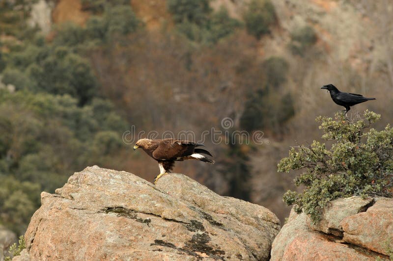 Eagle and a Raven on the Rocks in the Mountains of Avila Stock Image ...