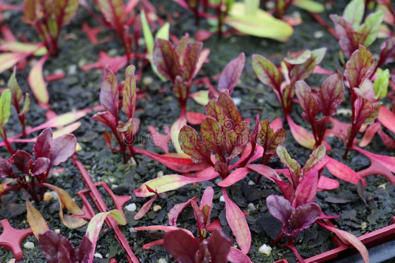 Young Early Wonder Beetroot Plants Stock Image - Image of horticulture ...