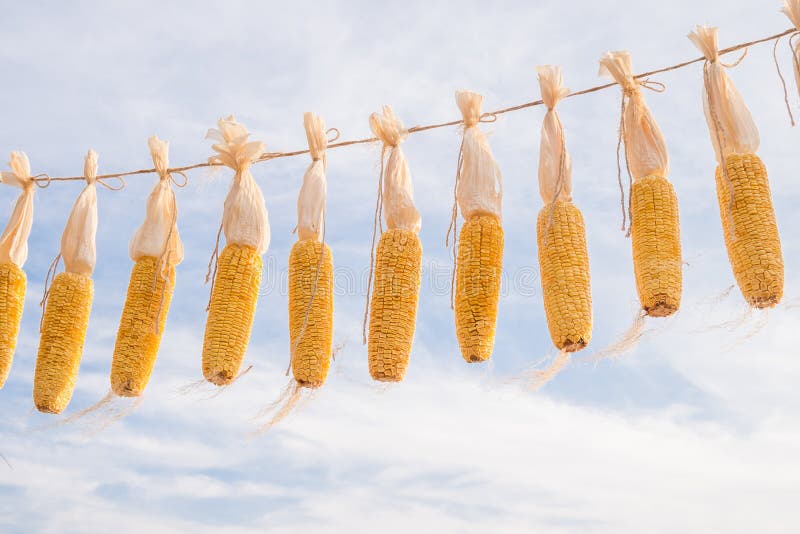 Ear of Corn Against a Field Under Clouds Stock Image - Image of farm ...