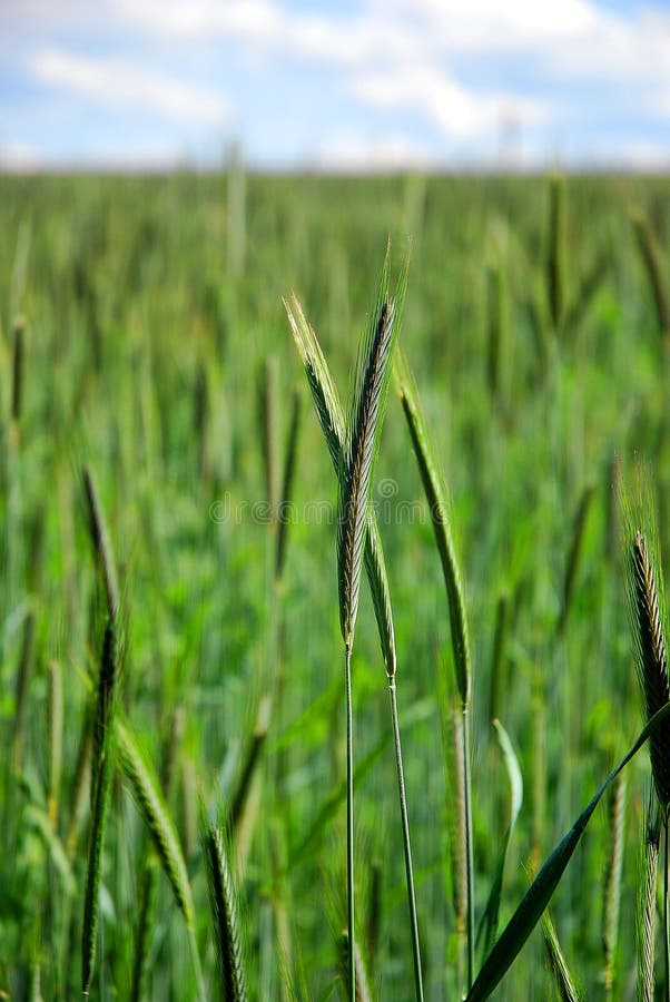 Young Ears of Rye on Spring Field Under Blue Sky Stock Image - Image of ...