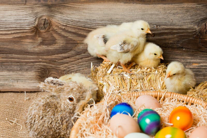Young Easter Chicks in the Nest Stock Image - Image of chick, cute ...