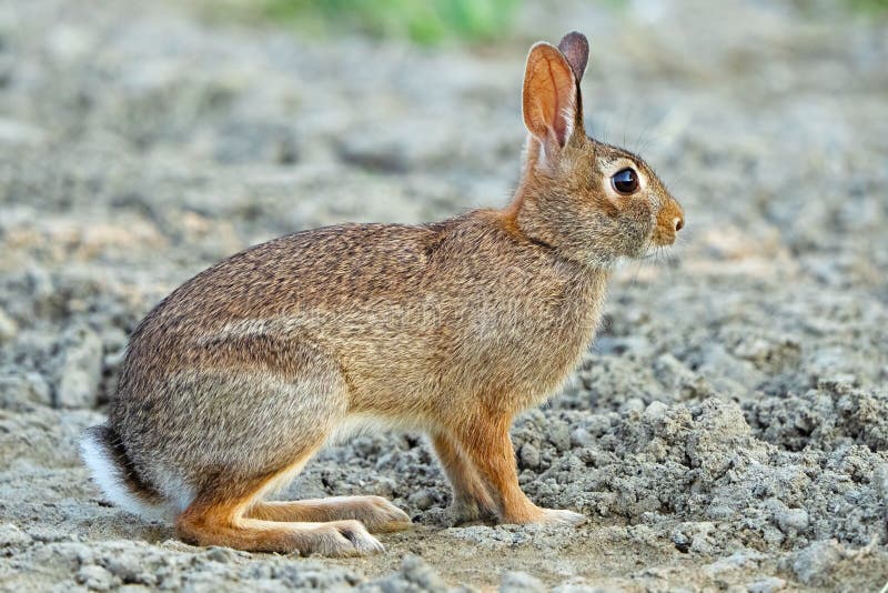 Young Eastern Cottontail Rabbit Munches on Fresh Greens Stock Image ...