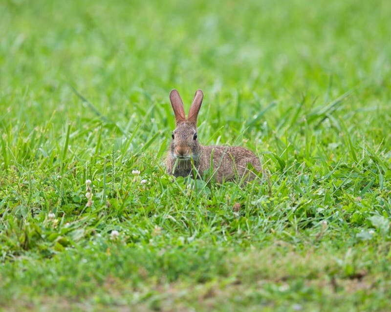 Young Eastern Cottontail Rabbit Standing in a Meadow of Lush Green ...