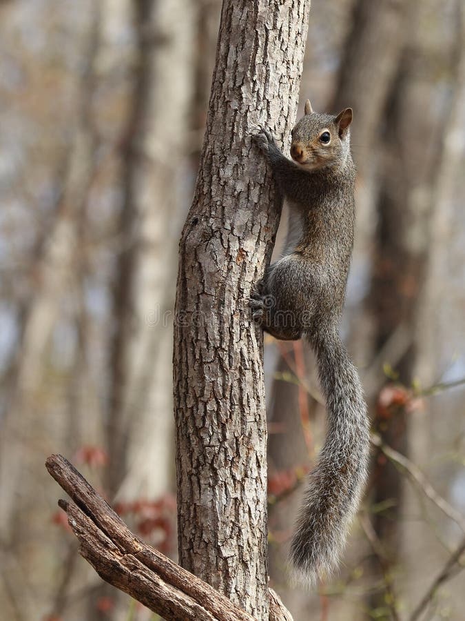Gray Squirrel on Tree Trunk Stock Photo - Image of curiousity, acorns ...