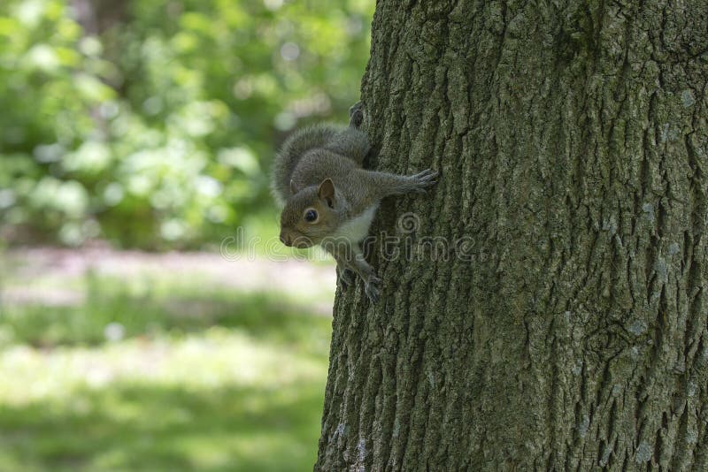 270 Young Gray Squirrels Stock Photos - Free & Royalty-Free Stock ...