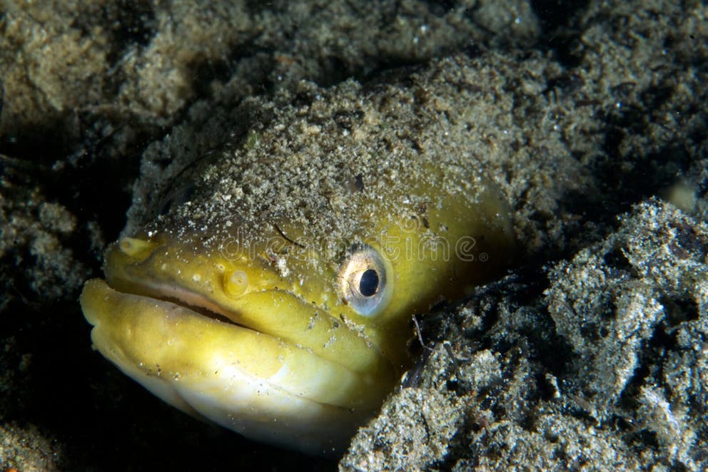 Young eel stock photo. Image of young, anxious, scared - 34865802