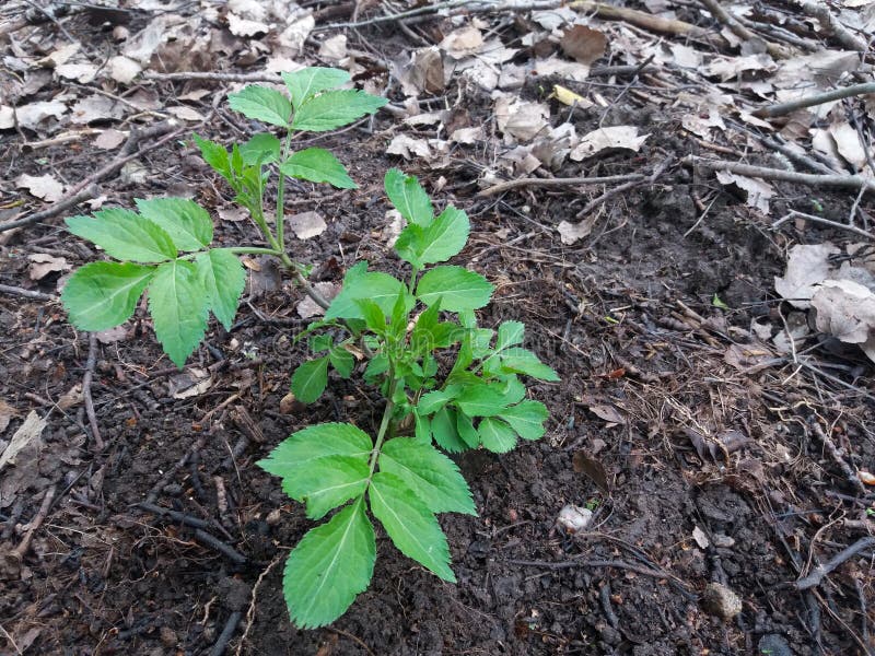 Young Elder Tree Sambucus Nigra Stock Photo - Image of environment ...
