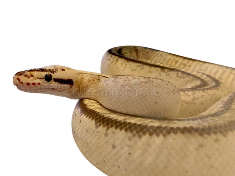 Light Brown Ball Stock Illustrations – 3,917 Light Brown Ball Stock ...