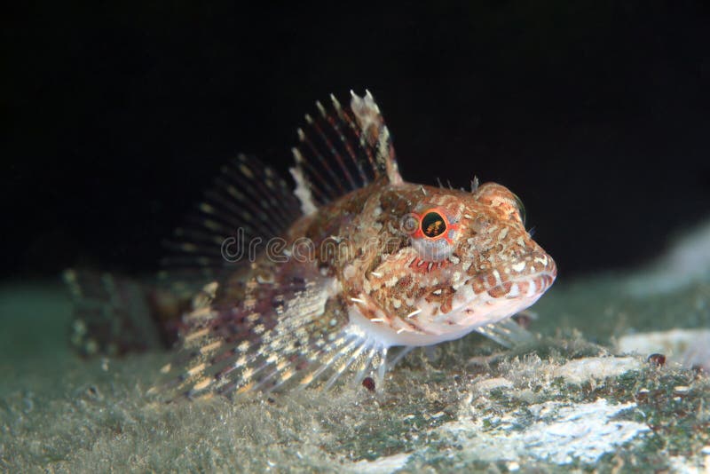 The Eurasian Ruffe (Gymnocephalus Cernuus). Stock Image - Image of ...