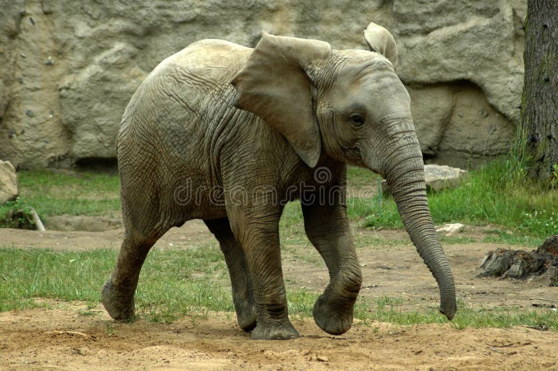 Young Elephant Running Away Stock Image - Image of chase, ivory: 16537615