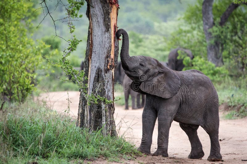 Young Elephant Against Tree Stock Image - Image of adorable, five ...