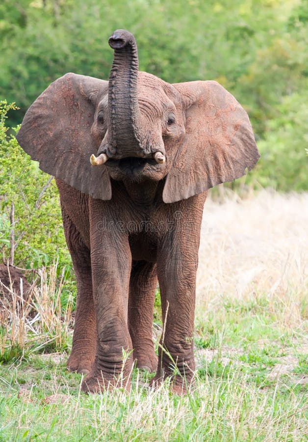 Young Elephant Running Away Stock Image - Image of chase, ivory: 16537615
