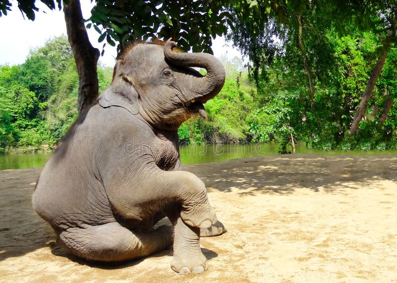 Young Elephant Calf Playing by the River Having Fun Stock Image - Image ...