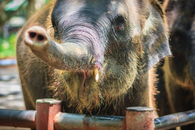 Young Elephant is Chained and it Eye with Tears Look so Pitiful. Stock ...