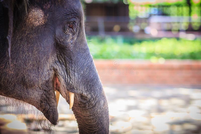 Young Elephant is Chained and it Eye with Tears Look so Pitiful. Stock ...