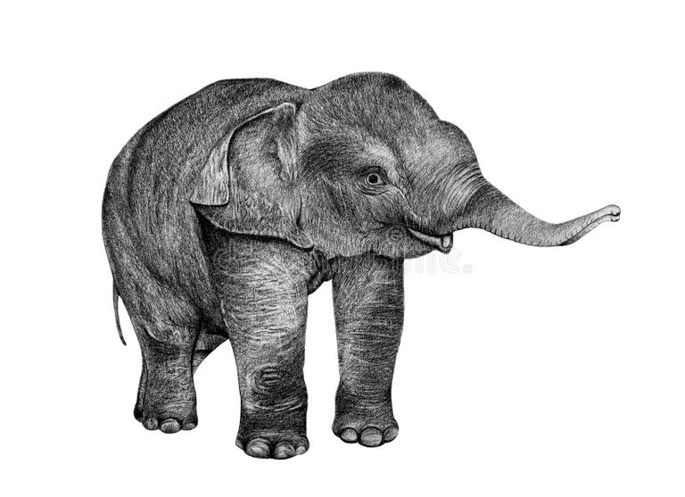 Elephant Pencil Drawing Stock Illustrations – 1,650 Elephant Pencil ...