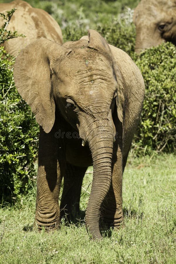 Young Elephant Smelling the Air Stock Photo - Image of animal, african ...
