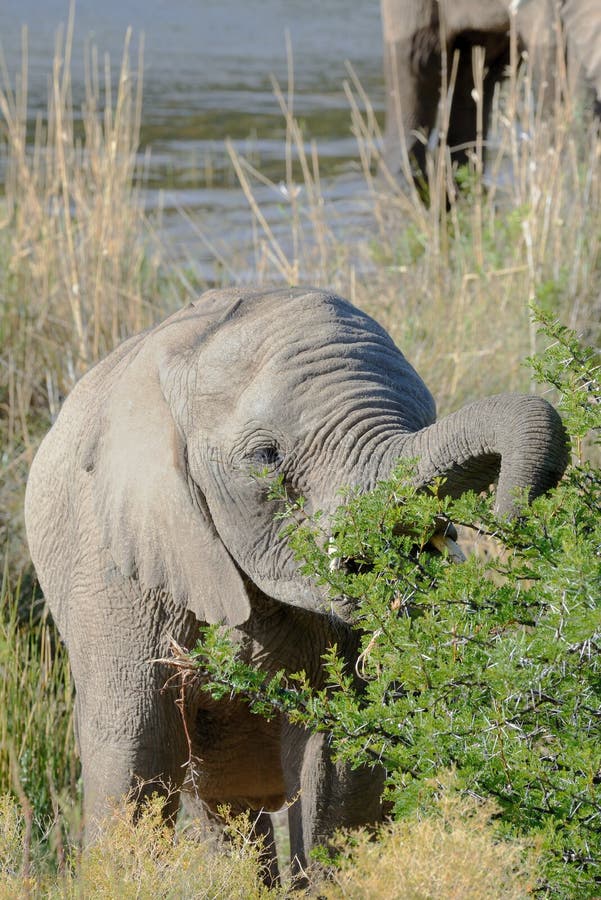 Young Elephant is Eating Leaves Stock Image - Image of natural, horizon ...