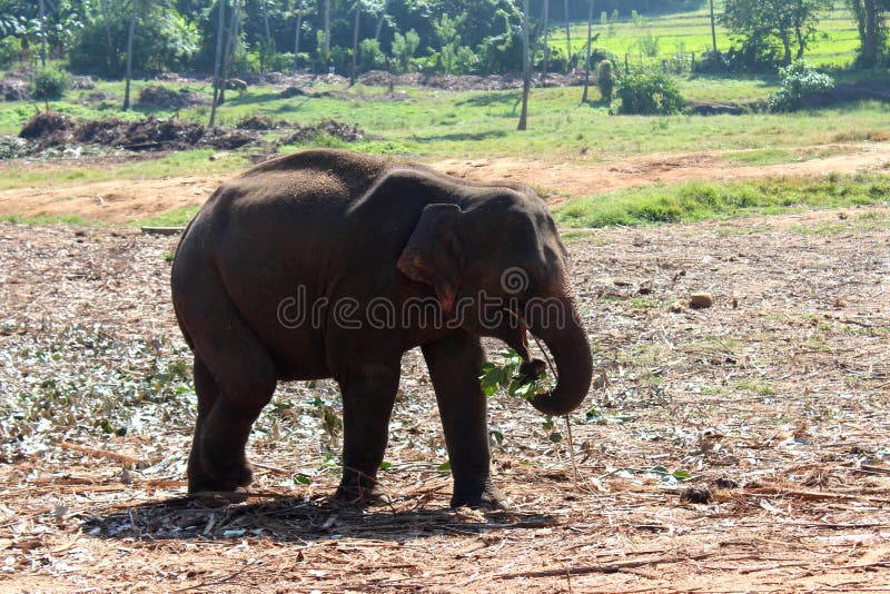 The Young Elephant Eats a Plant. Stock Image - Image of wildlife ...