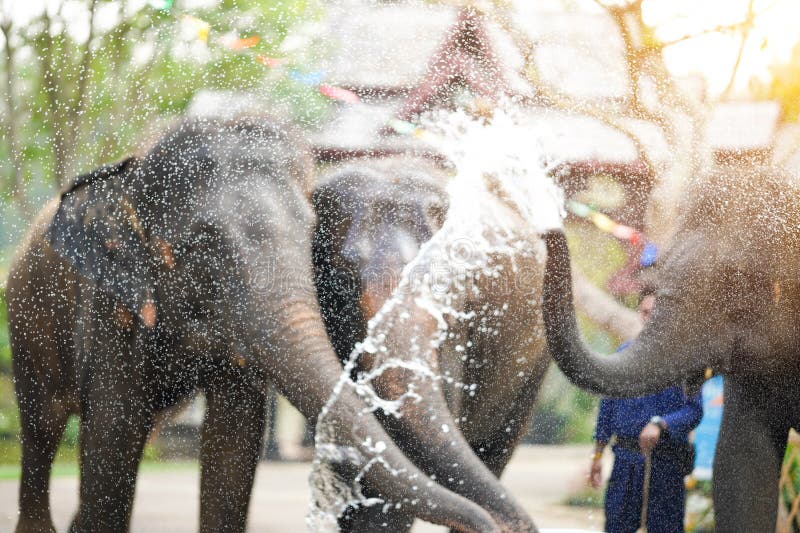 Young Elephant Enjoy Bathing Himself and Splashing Water Outdoor Stock ...