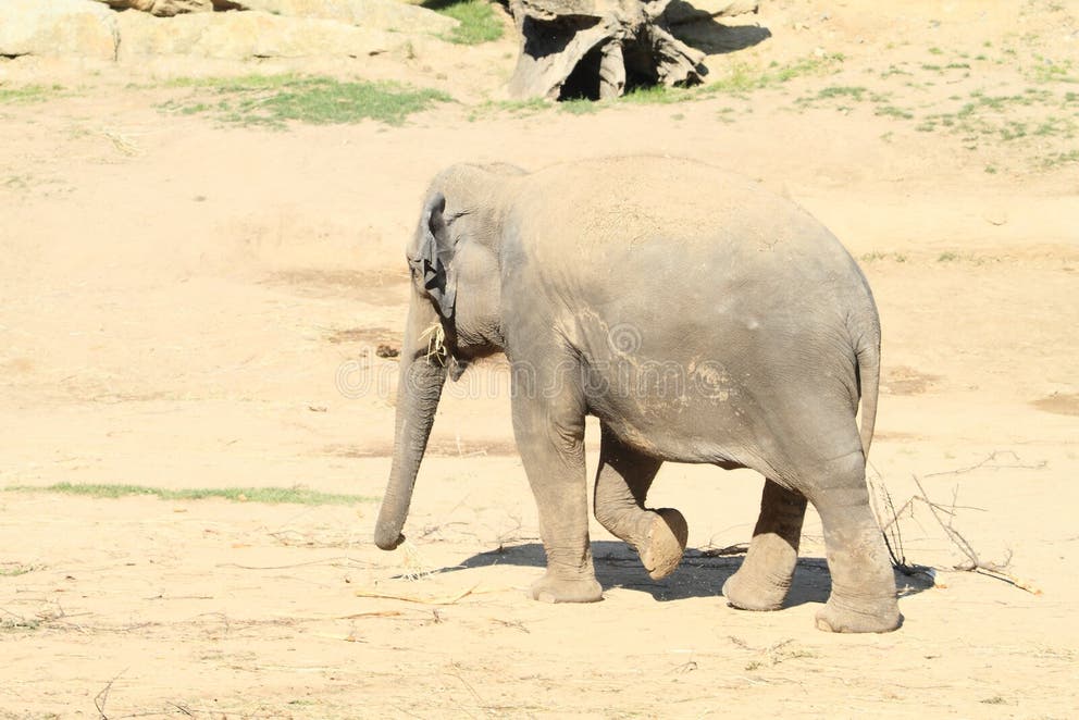 Young elephant stock image. Image of whelp, rock, baby - 45025099
