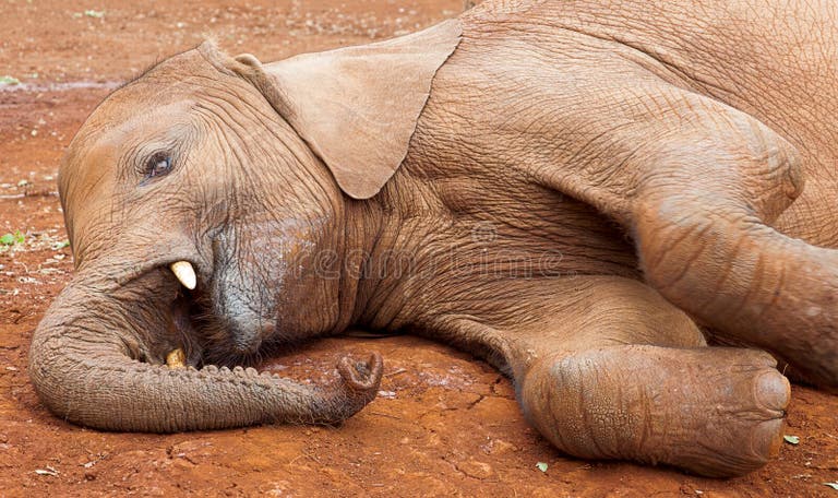 Young Elephant Laying on Ground Stock Photo - Image of playing, herd ...