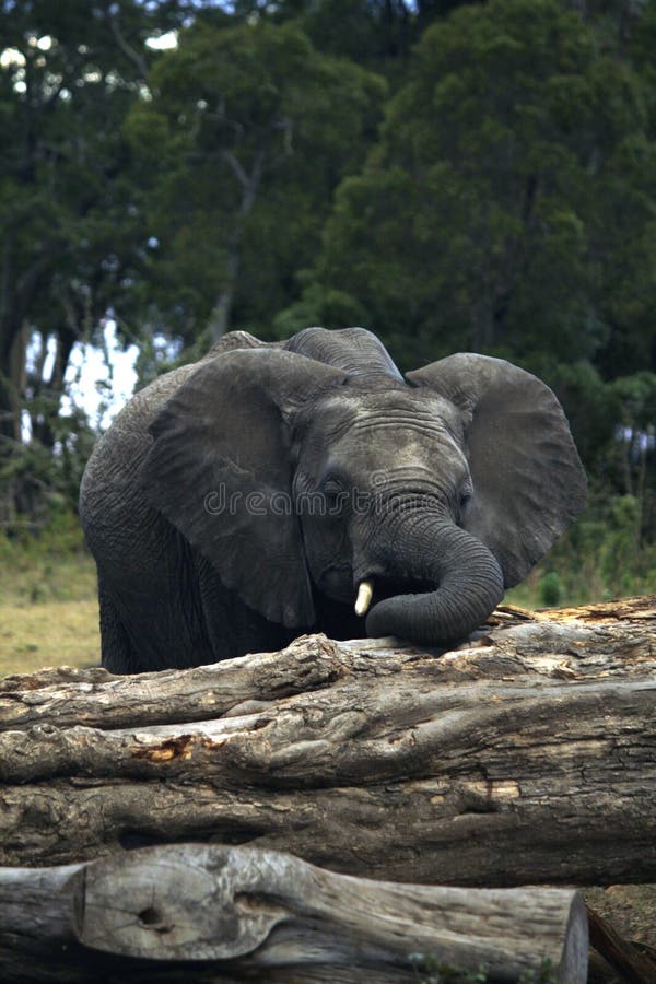 357 Elephant Log Stock Photos - Free & Royalty-Free Stock Photos from ...