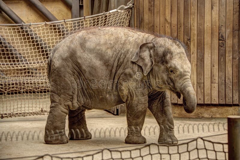 Young elephant stock photo. Image of legs, wrinkles, clean - 55597888