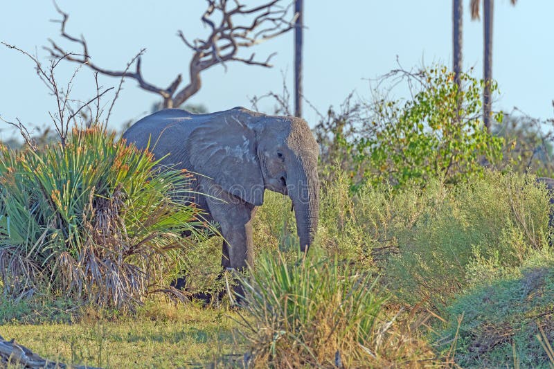 Young Elephant Peeking through the Grasses while Feeding Stock Photo ...