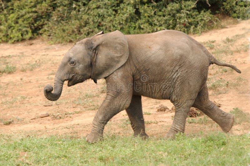 Young Elephant Running stock image. Image of safari, animal - 17879811