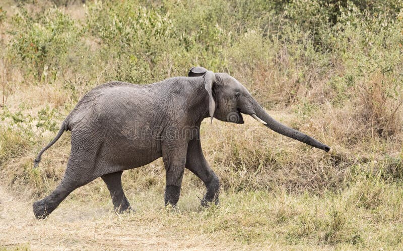 Young Elephant Running Away Stock Image - Image of chase, ivory: 16537615