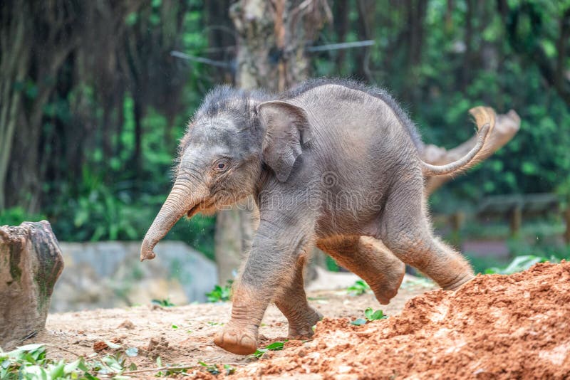 Young Elephant Running in the Mud Stock Photo - Image of baby, national ...