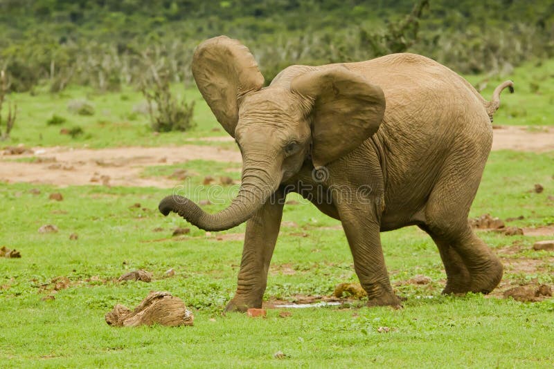 Elephants running stock photo. Image of drink, conservation - 3867814
