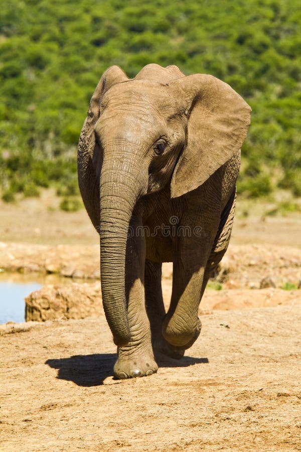 Young Elephant Running Away Stock Image - Image of chase, ivory: 16537615