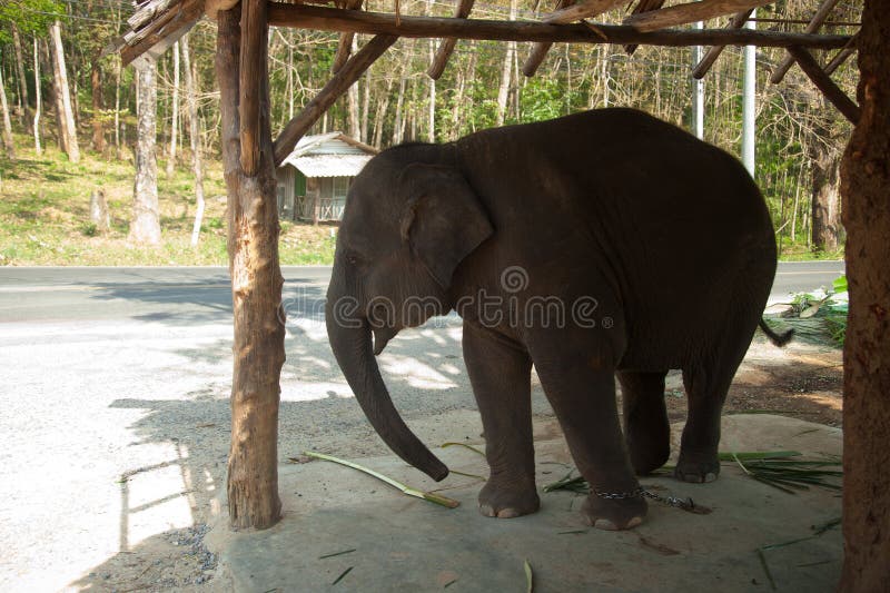 A Small Elephant Stands Under a Shelter in the Jungle of a Rural ...