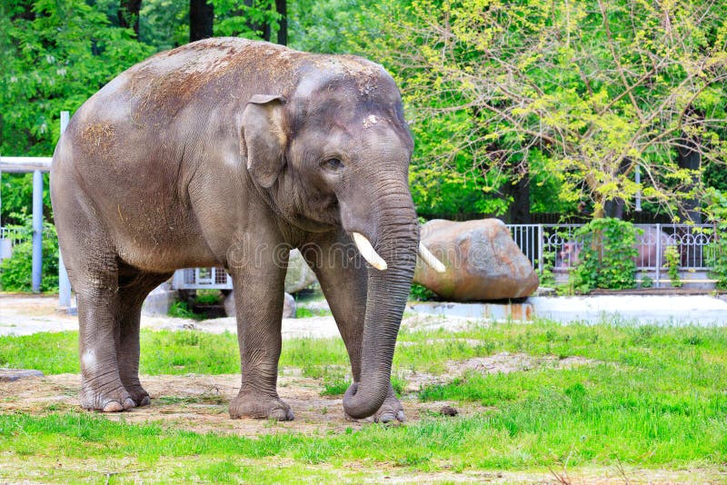 A Young Elephant Walks in a Spring Park Stock Image - Image of ...