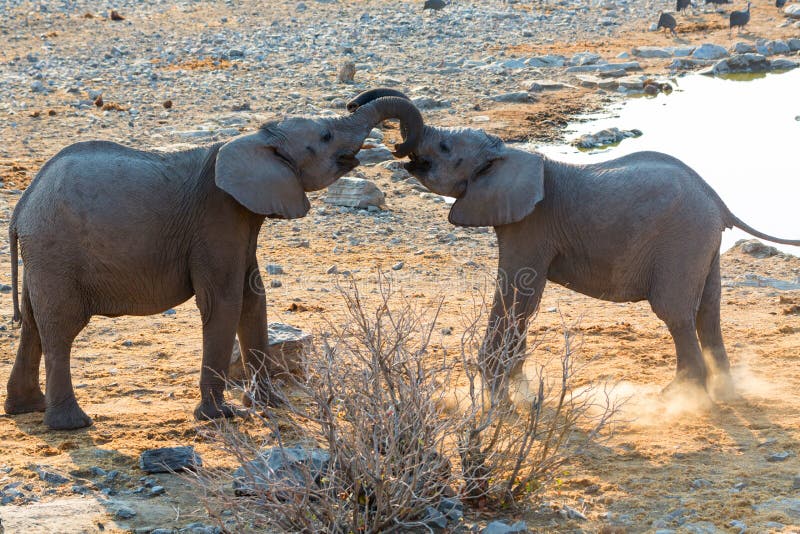 Elephants greeting stock photo. Image of endearing, national - 35230640