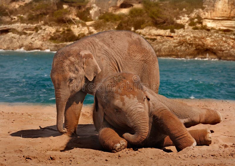 Young Elephants at Play stock photo. Image of calves - 25304946